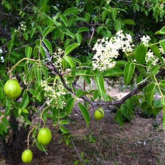 Sementes Caiçara | Semente de Embu | Sementes de qualidade para agricultura